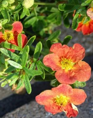 PENSASHANHIKKI Red Marion / Red Robin – Ahosen Taimisto Verkkokauppa