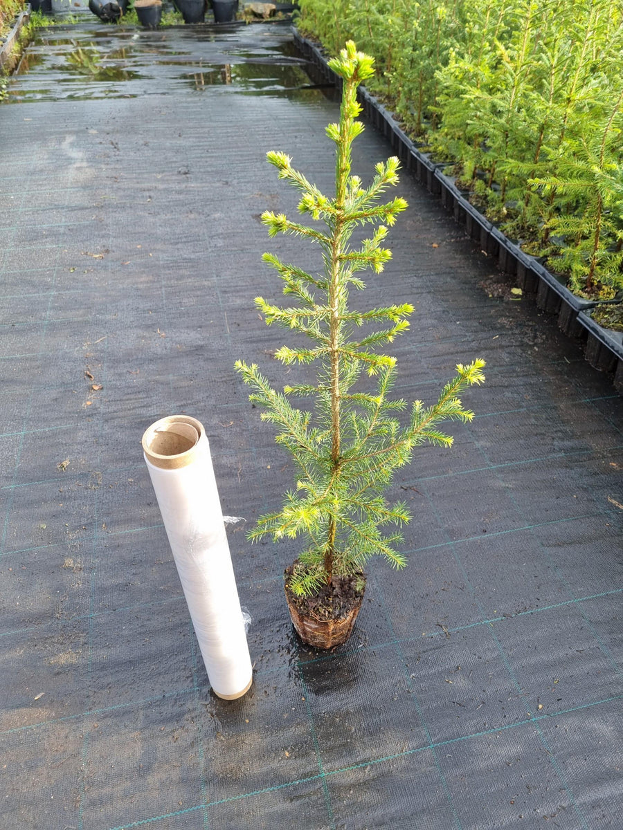 KUUSI / METSÄKUUSI aitataimi 30-60 cm kennotaimi – Ahosen Taimisto ...