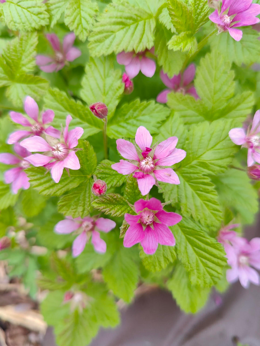 MESIMARJA Astiataimi 1,5 litraa – Ahosen Taimisto Verkkokauppa