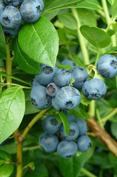 JORMA Pensasmustikka 3L Astiataimi 20-40 cm – Ahosen Taimisto Verkkokauppa