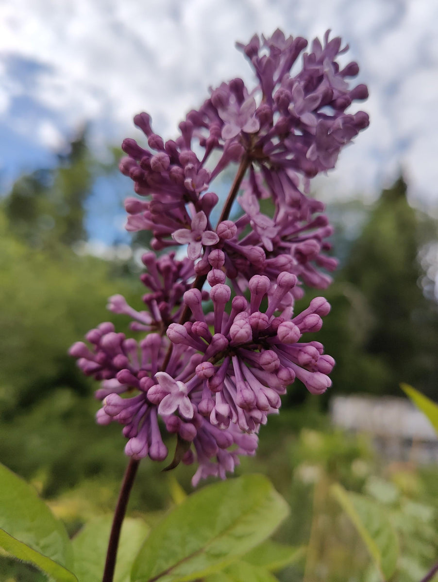 RUNKOSYREENI AHONEN SYREENI rungollinen – Ahosen Taimisto Verkkokauppa