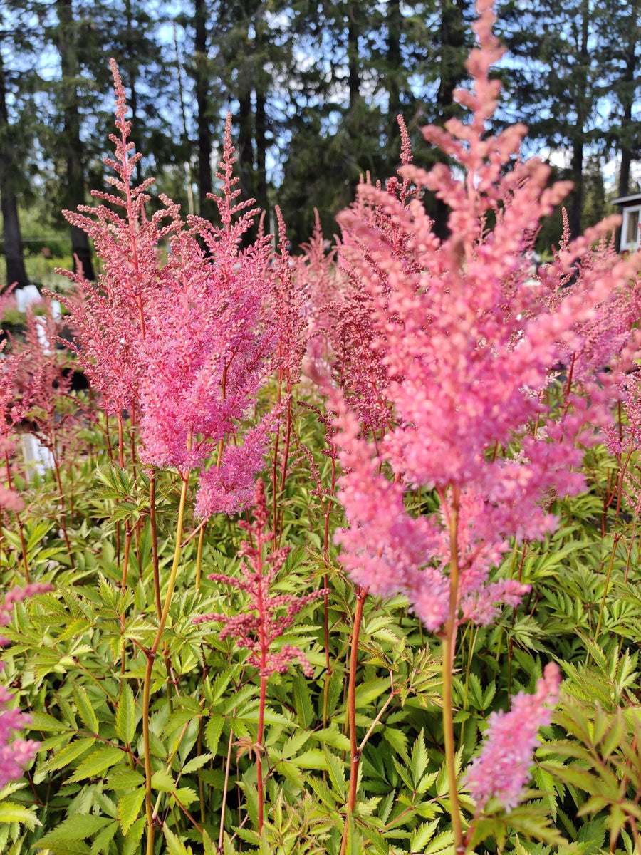JALOANGERVO GLORIA PURPUREA – Ahosen Taimisto Verkkokauppa