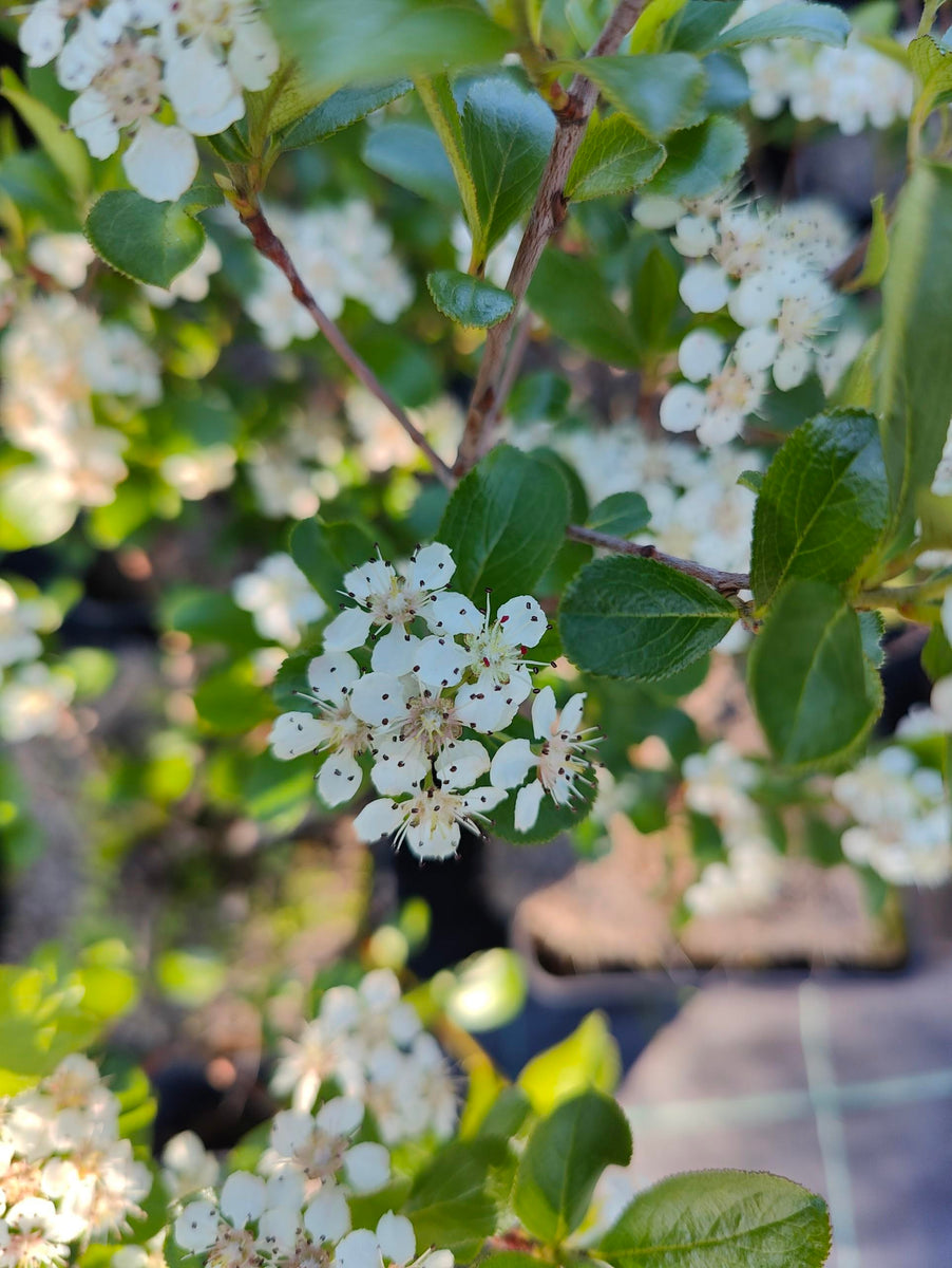 MUSTA-ARONIA GLORIE Astiataimi – Ahosen Taimisto Verkkokauppa