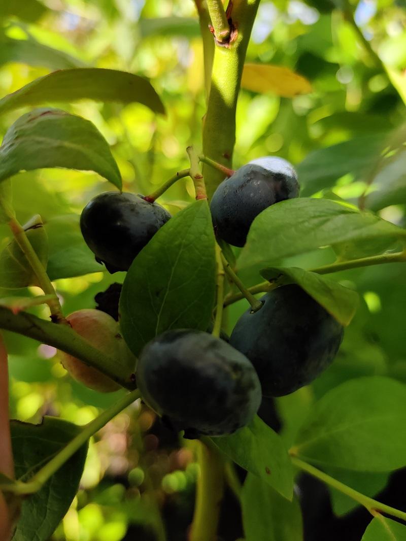 PATRIOT Pensasmustikka Astiataimi 20-40 cm – Ahosen Taimisto Verkkokauppa