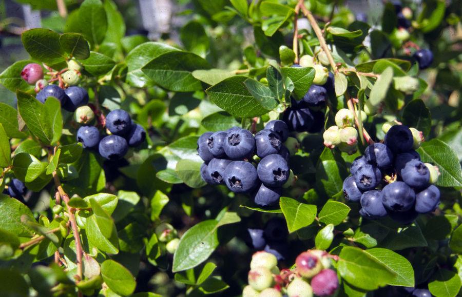 ALVAR Pensasmustikka 3 L Astiataimi 20-30 cm – Ahosen Taimisto Verkkokauppa