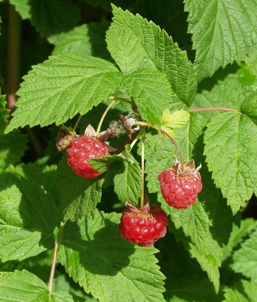 TAKALAN HERKKU Vadelma 2 L Astiataimi – Ahosen Taimisto Verkkokauppa